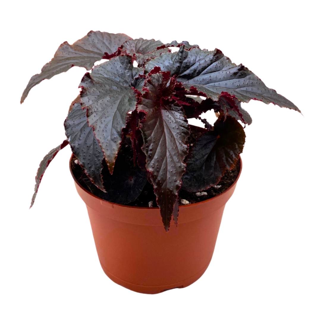 Begonia Black Magic Angel Wing Cane 6 inch – Harmony Foliage