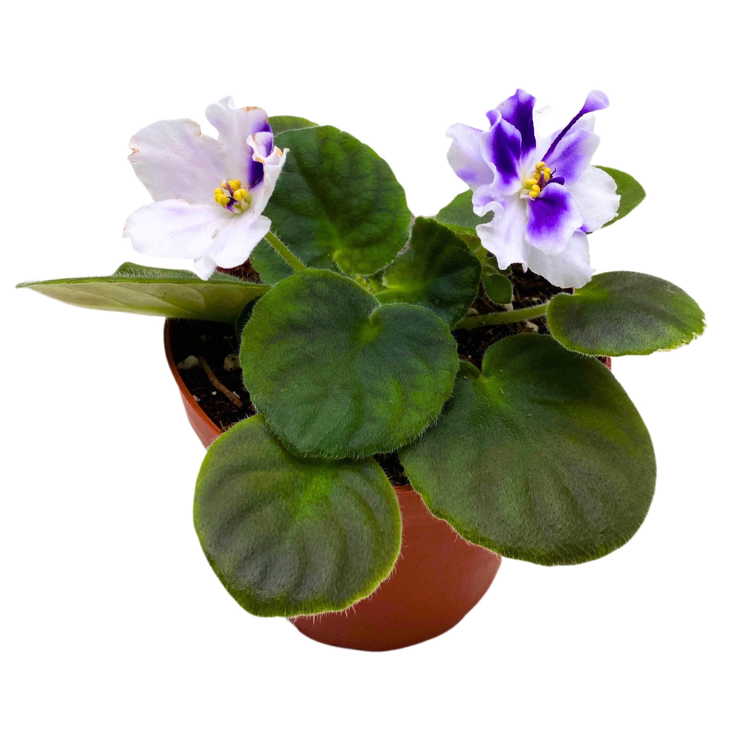 VaT Light in the Dark African Violet 4 inch – Harmony Foliage