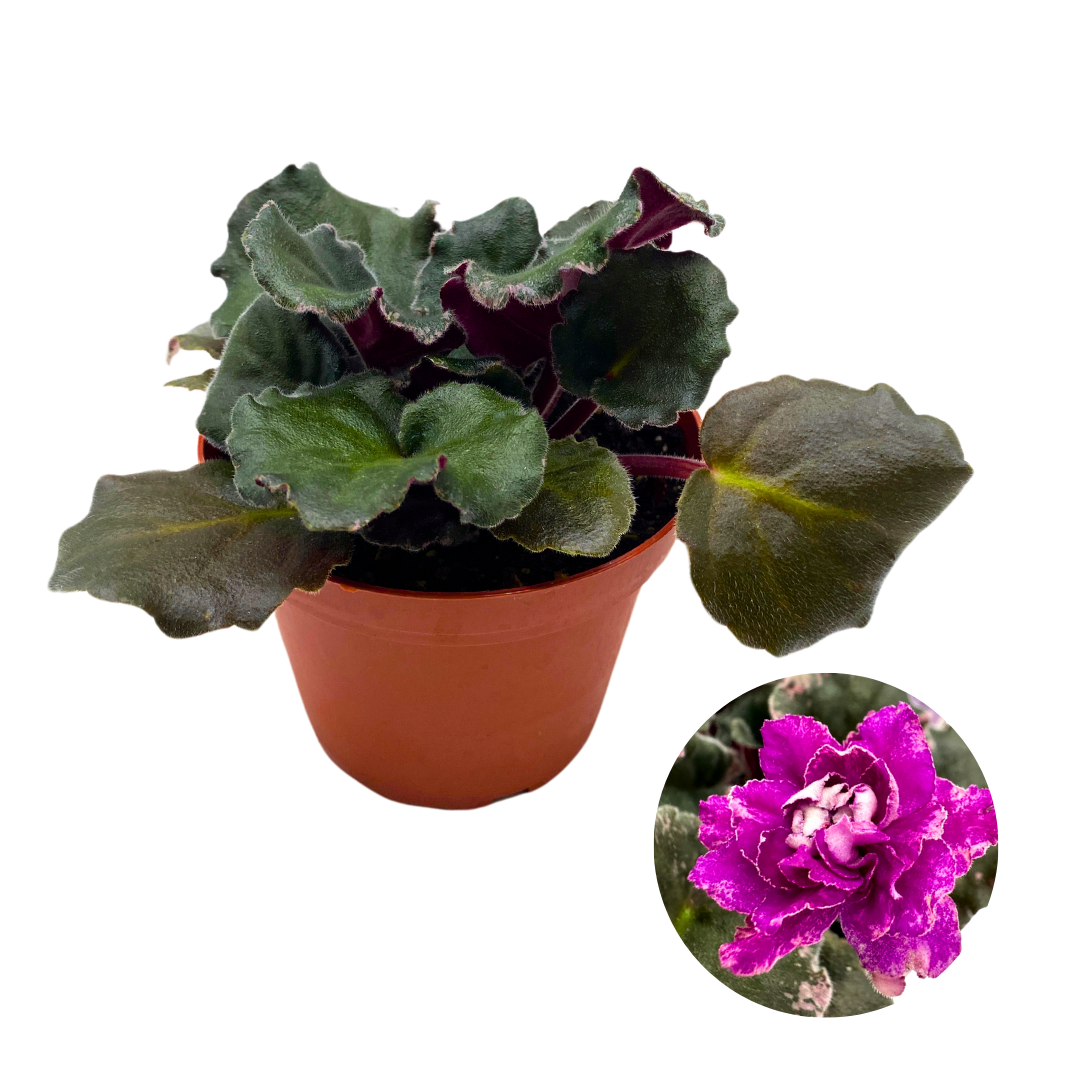 African Violet Apache Redcoats 4 inch Pink Flower – Harmony Foliage