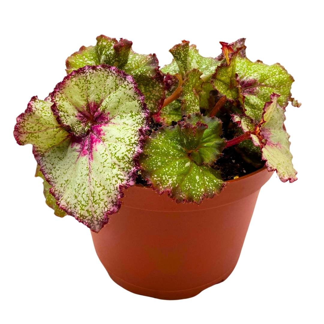 Begonia Rex Harmony's Very Raspberry, 6 inch Red White Pink Spiral ...