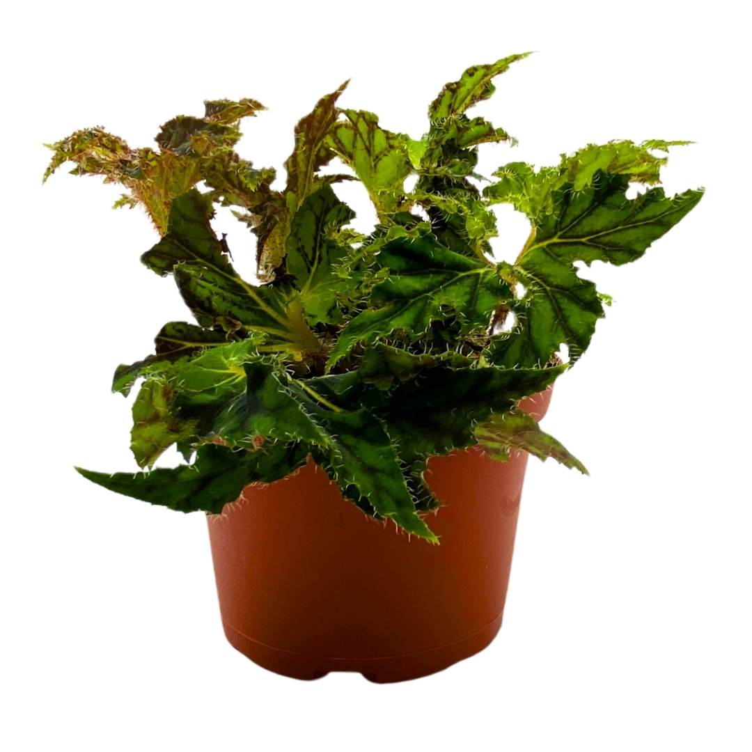 Begonia Rhizo 'Unique' Rhizomatous in a 6 inch Pot Green Gnarly Variet ...