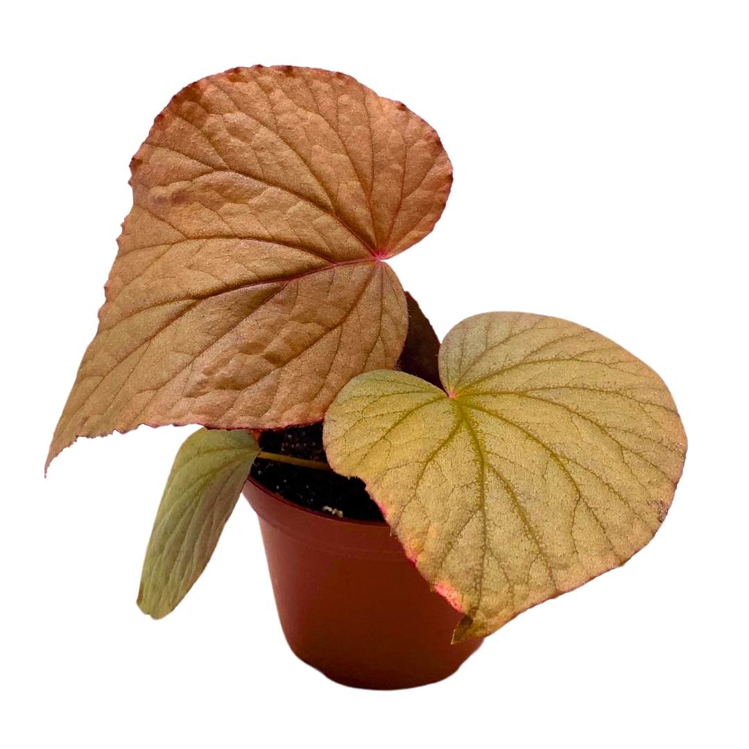 Begonia U508 4 inch Rhizomatous – Harmony Foliage