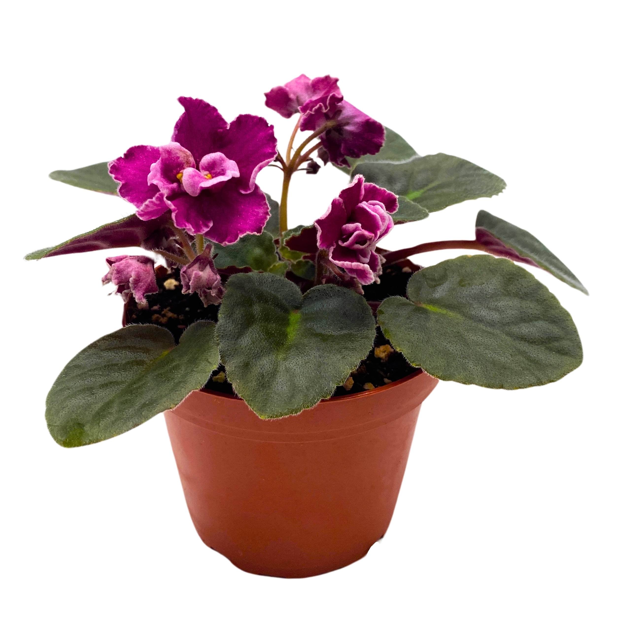 Rumba Red African Violet 4 inch – Harmony Foliage