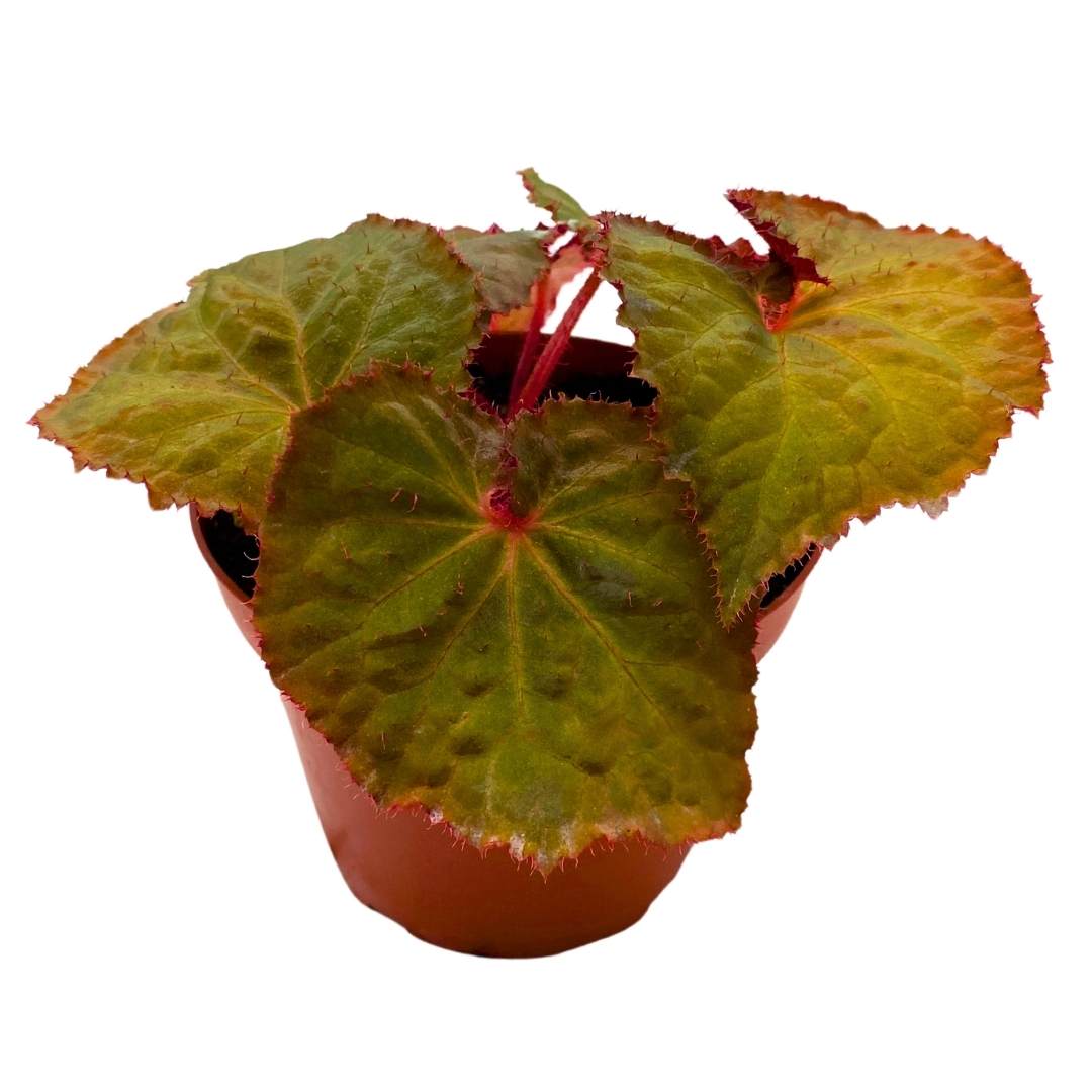 Begonia Midnight Magic 6 inch Brown Green Rhizomatous Rhizo – Harmony ...