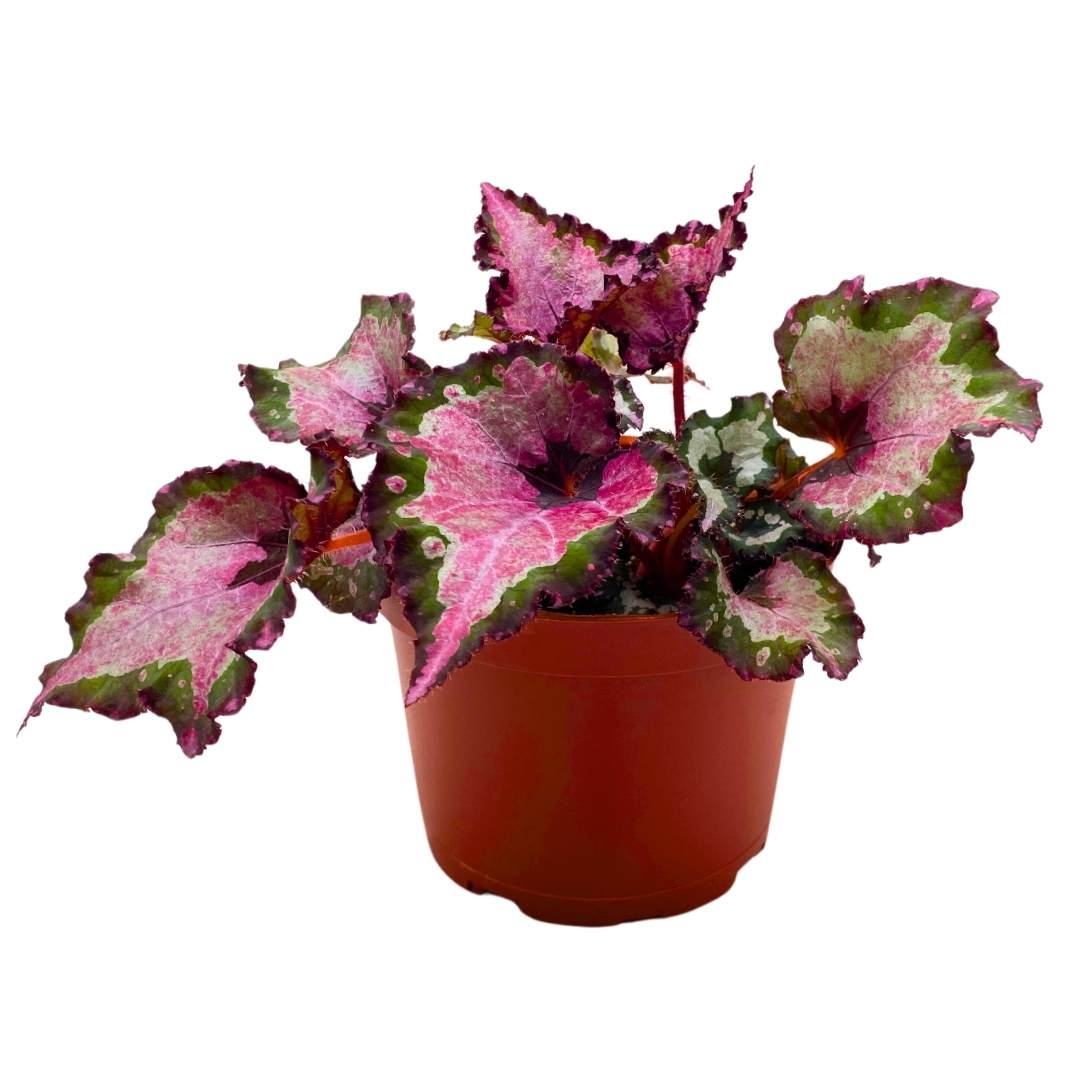 Begonia Rex Harmony's Red Velvet, 6 inch Red Green – Harmony Foliage