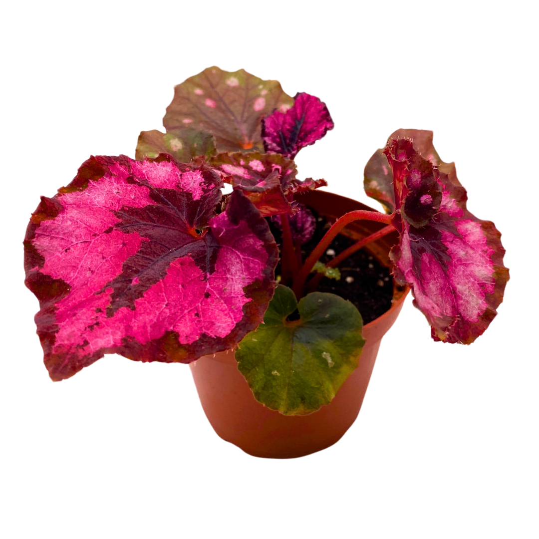 Harmony's Cherry Blossom Begonia Rex 4 inch Red Black Curly – Harmony ...
