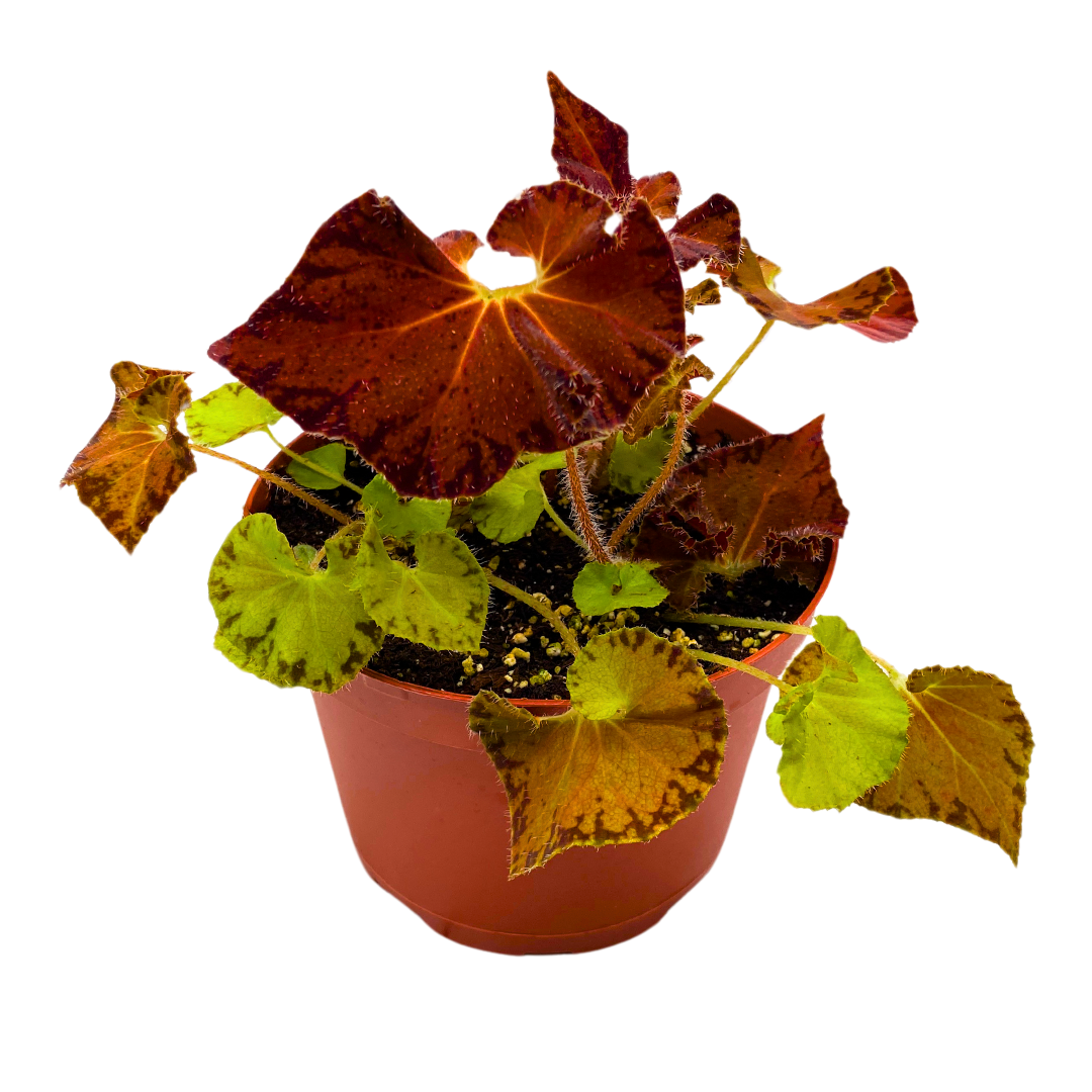 Peter Piper Begonia Rhizomatous 6 inch Orange Brown Rhizo – Harmony Foliage