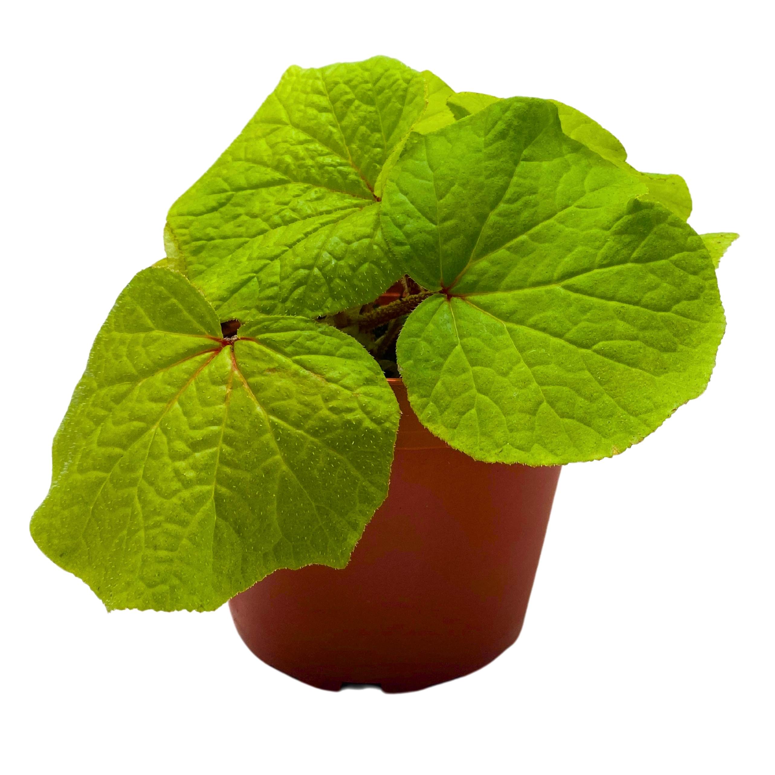 Begonia Paleata 4 inch Rhizomatous – Harmony Foliage