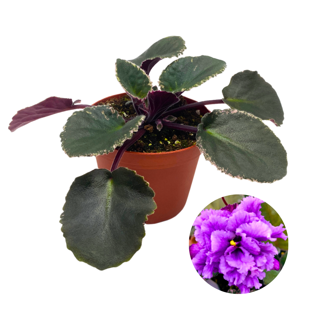 African Violet Wrangler's Winter Hawk Variegated 4 inch Purple Flower ...