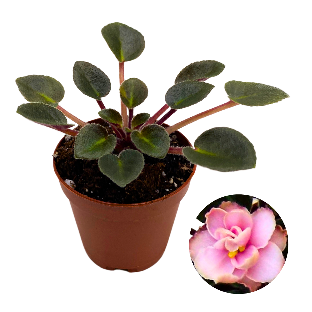 Mini African Violet Jolly Dear 2 inch Pink Flower – Harmony Foliage