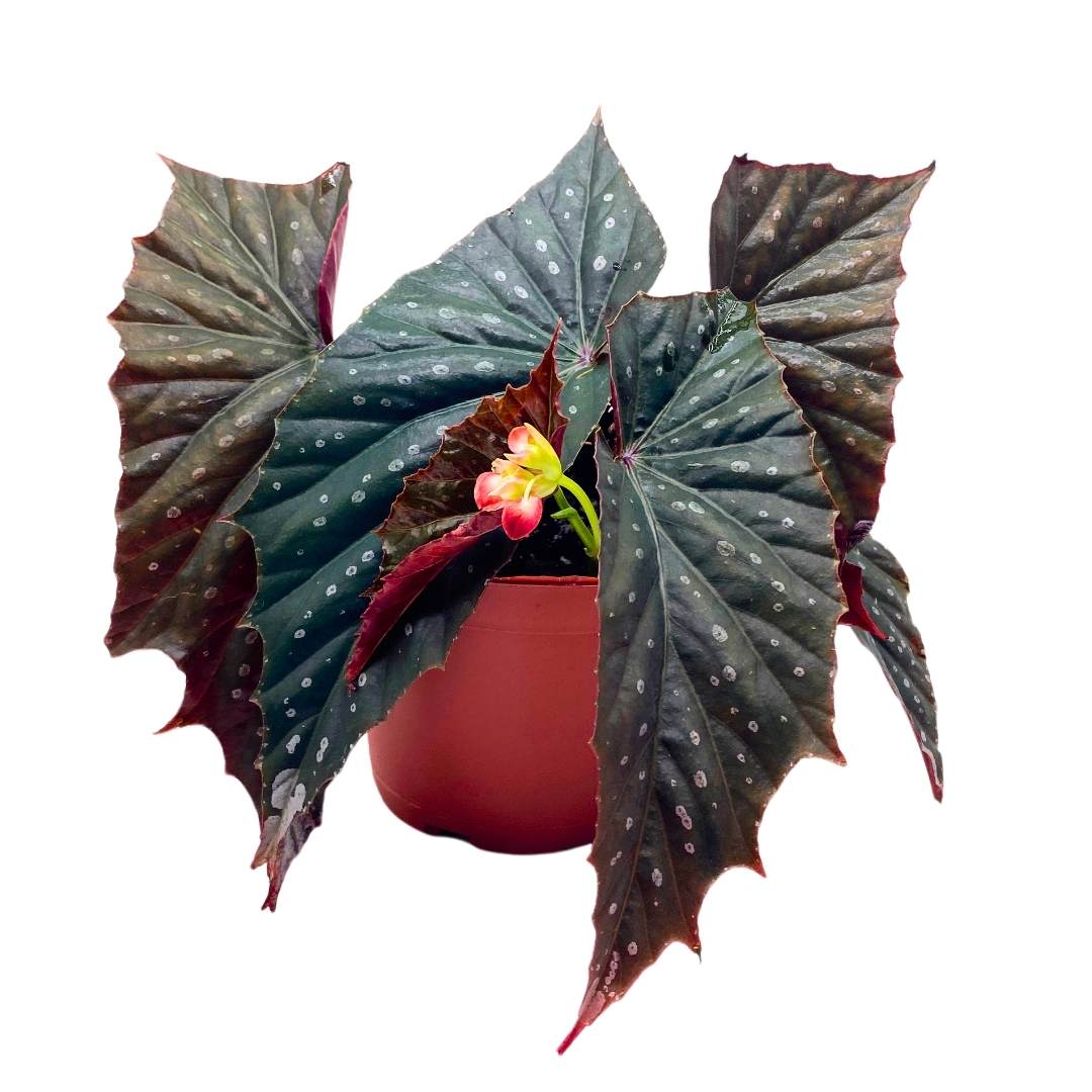 Harmony's Bat out of Hell Angel Wing Cane Begonia 6 inch Large Bat Sha ...