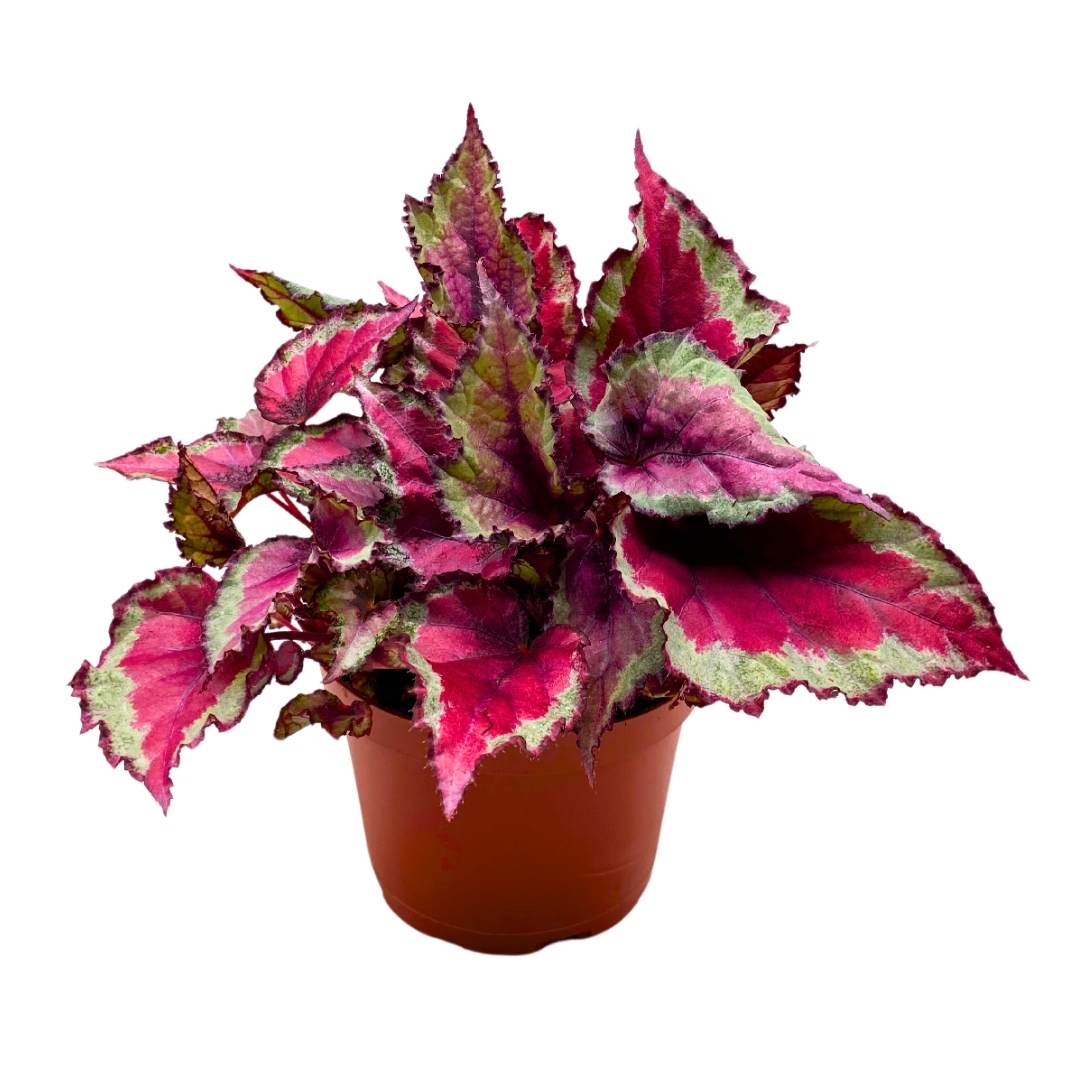 Begonia Rex Spitfire in a 6 inch Pot Pink Silver – Harmony Foliage