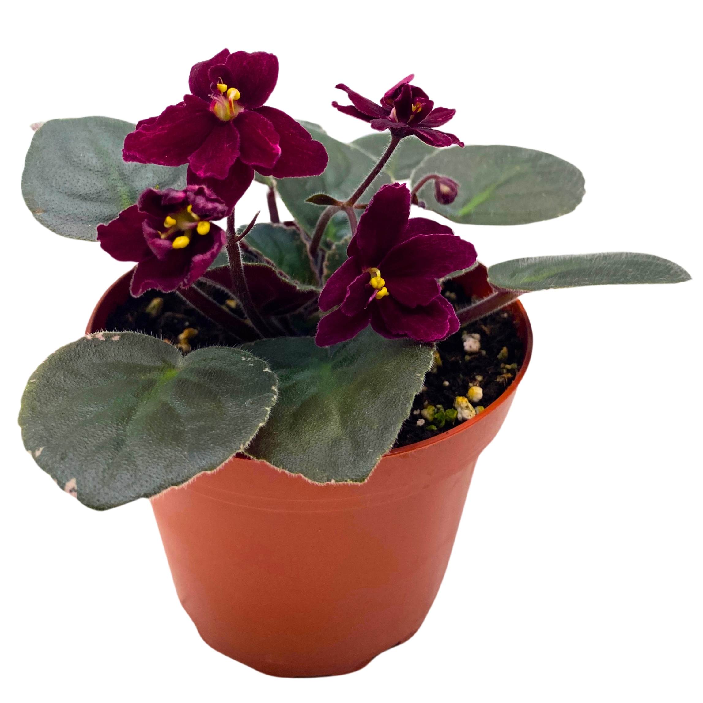 Ma's Steward Tomato African Violet Saintpaulia 4 inch – Harmony Foliage