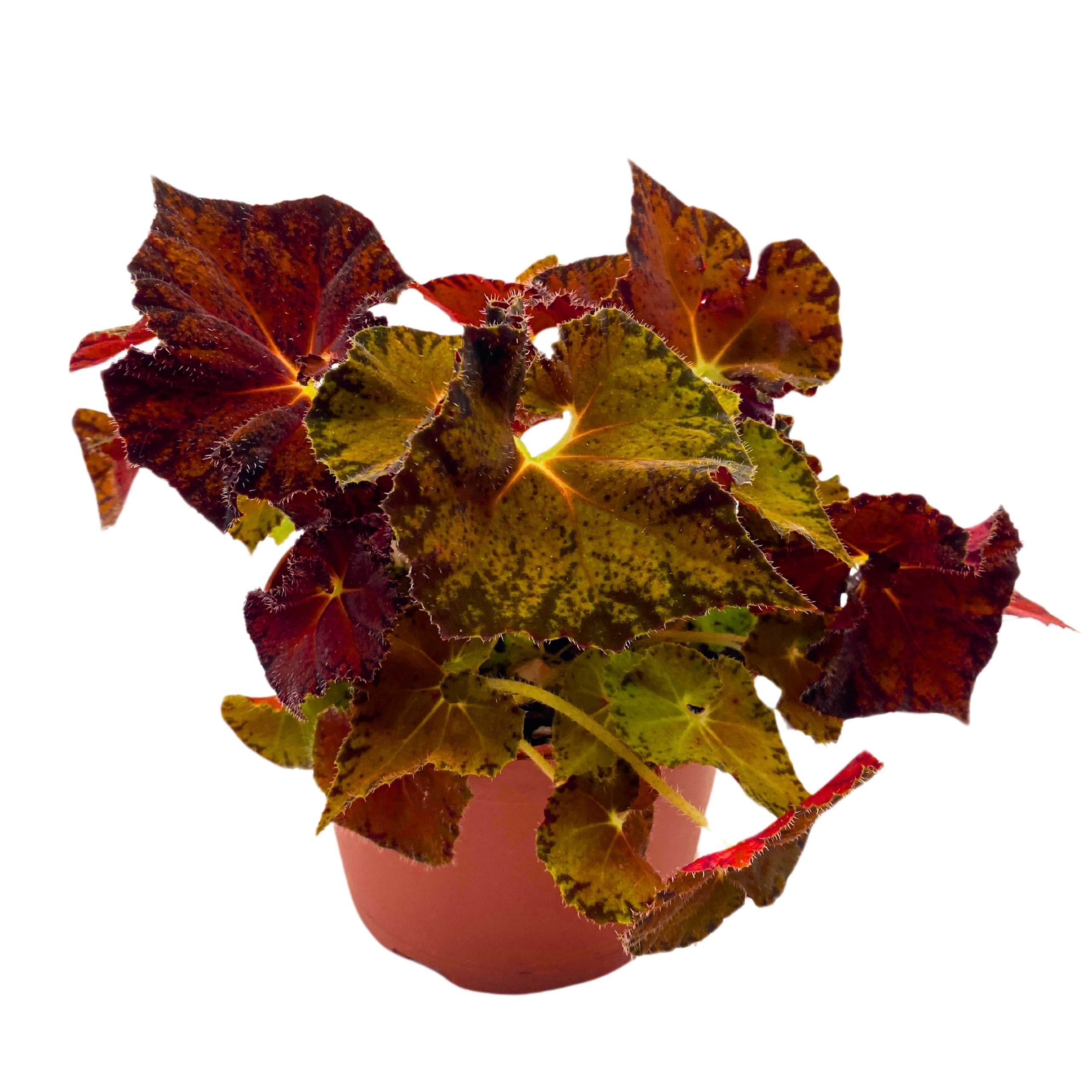 Begonia Peter Piper 6 inch Rhizomatous – Harmony Foliage