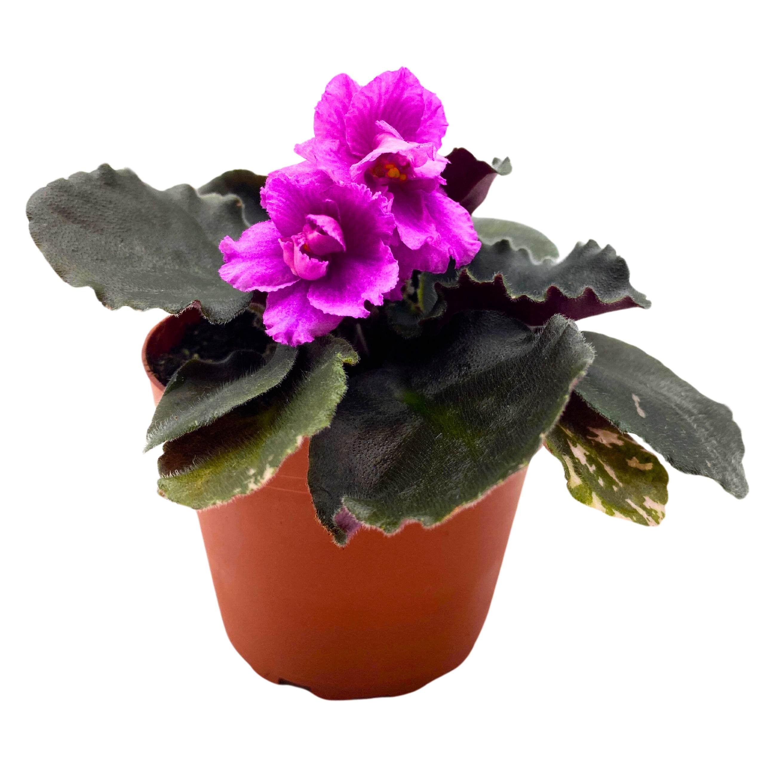 Country Cider African Violet Saintpaulia 4 inch – Harmony Foliage