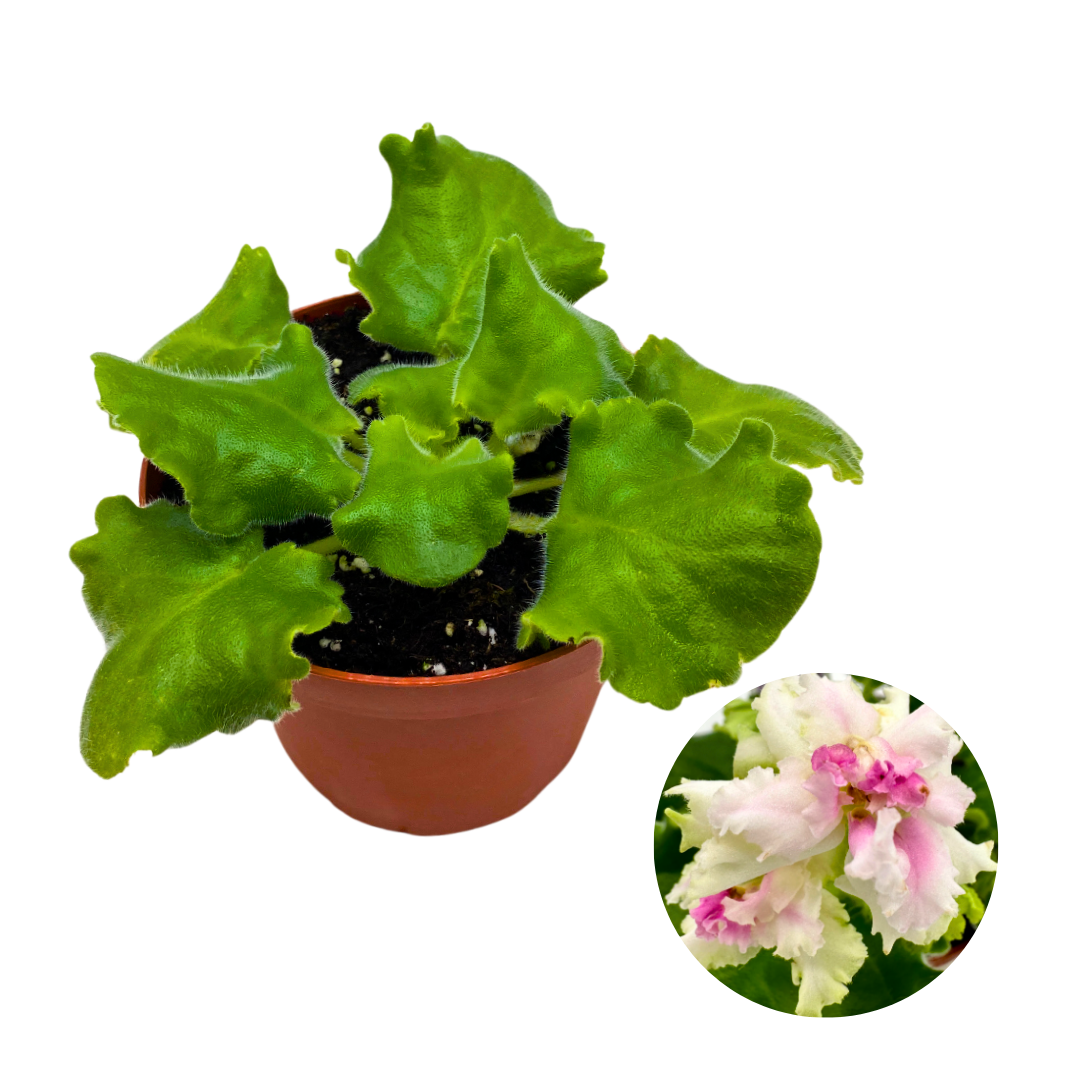 African Violet Kermit 4 inch White Pink Flower – Harmony Foliage