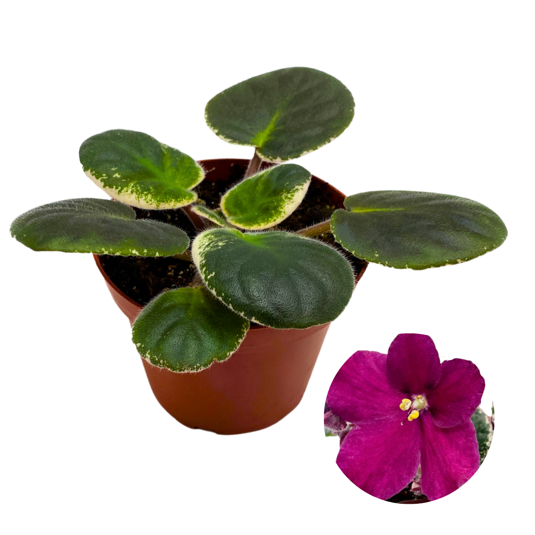 African Violet Raspberry Rain Variegated 4 inch Red Flower – Harmony ...
