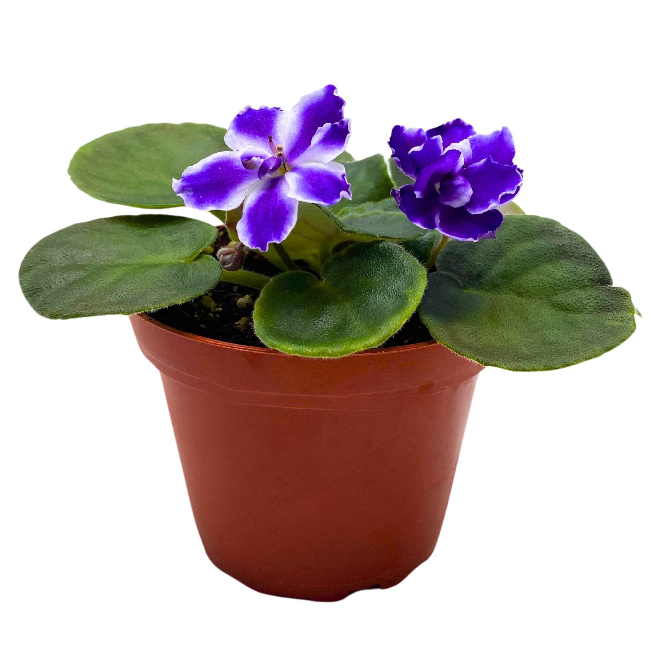 VaT Winter Landscape African Violet Saintpaulia 4 inch – Harmony Foliage
