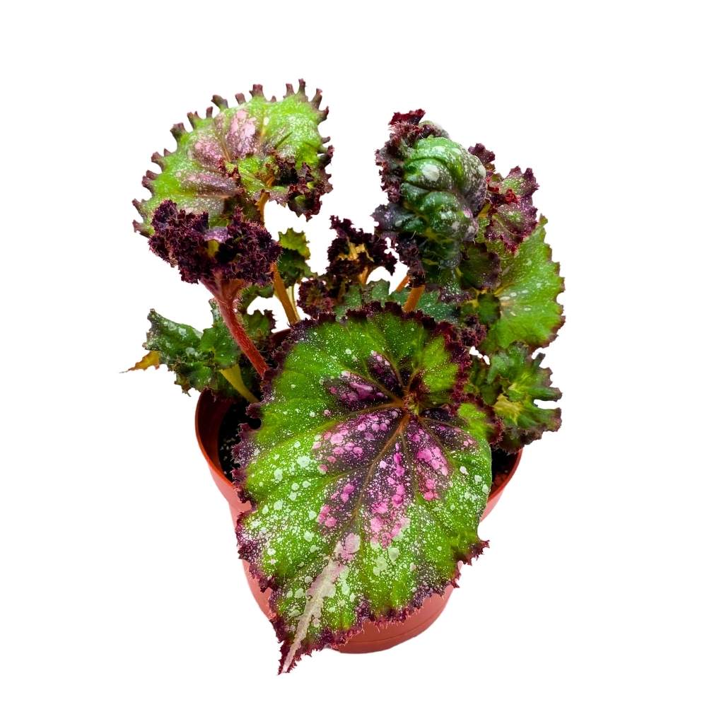 Harmony's Magic Dragon Begonia Rex 6 inch Purple Splash – Harmony Foliage