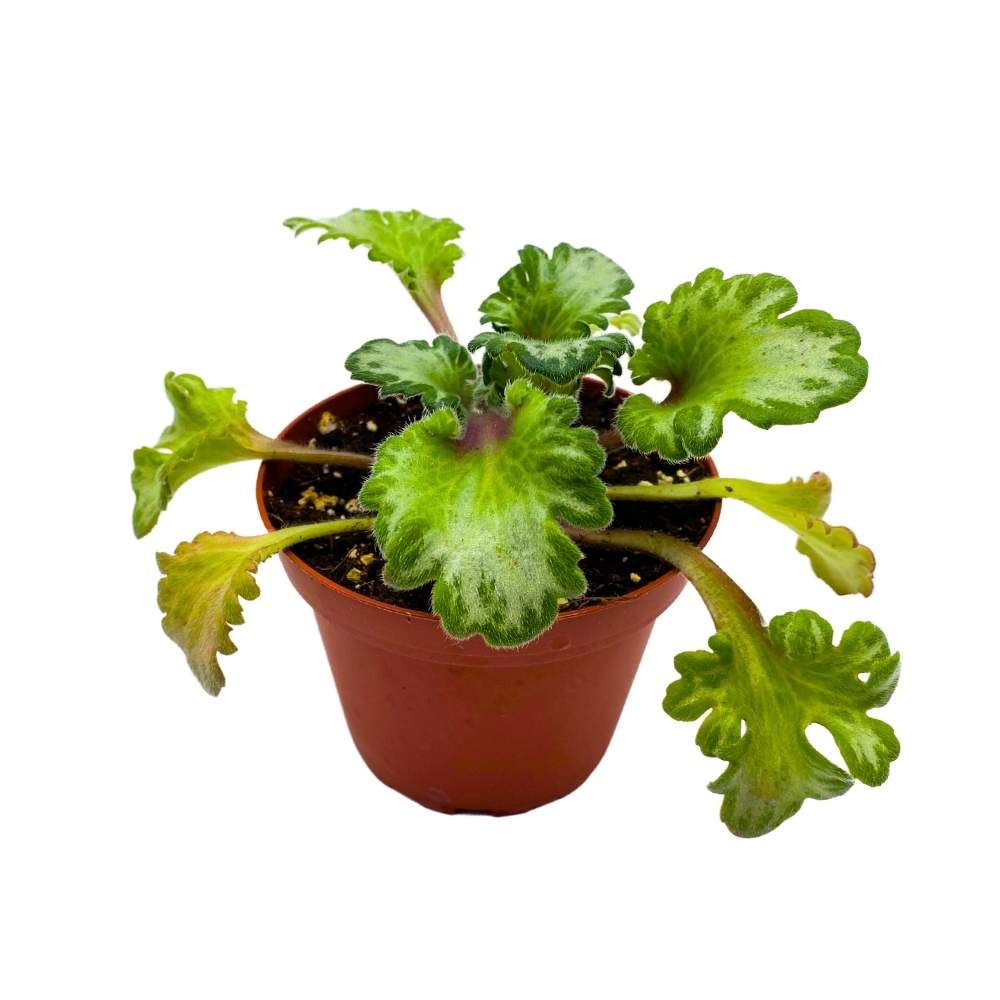 Curly Loki Gesneriad Primulina, 6 inch Flowering Indoor Chirita Plant ...