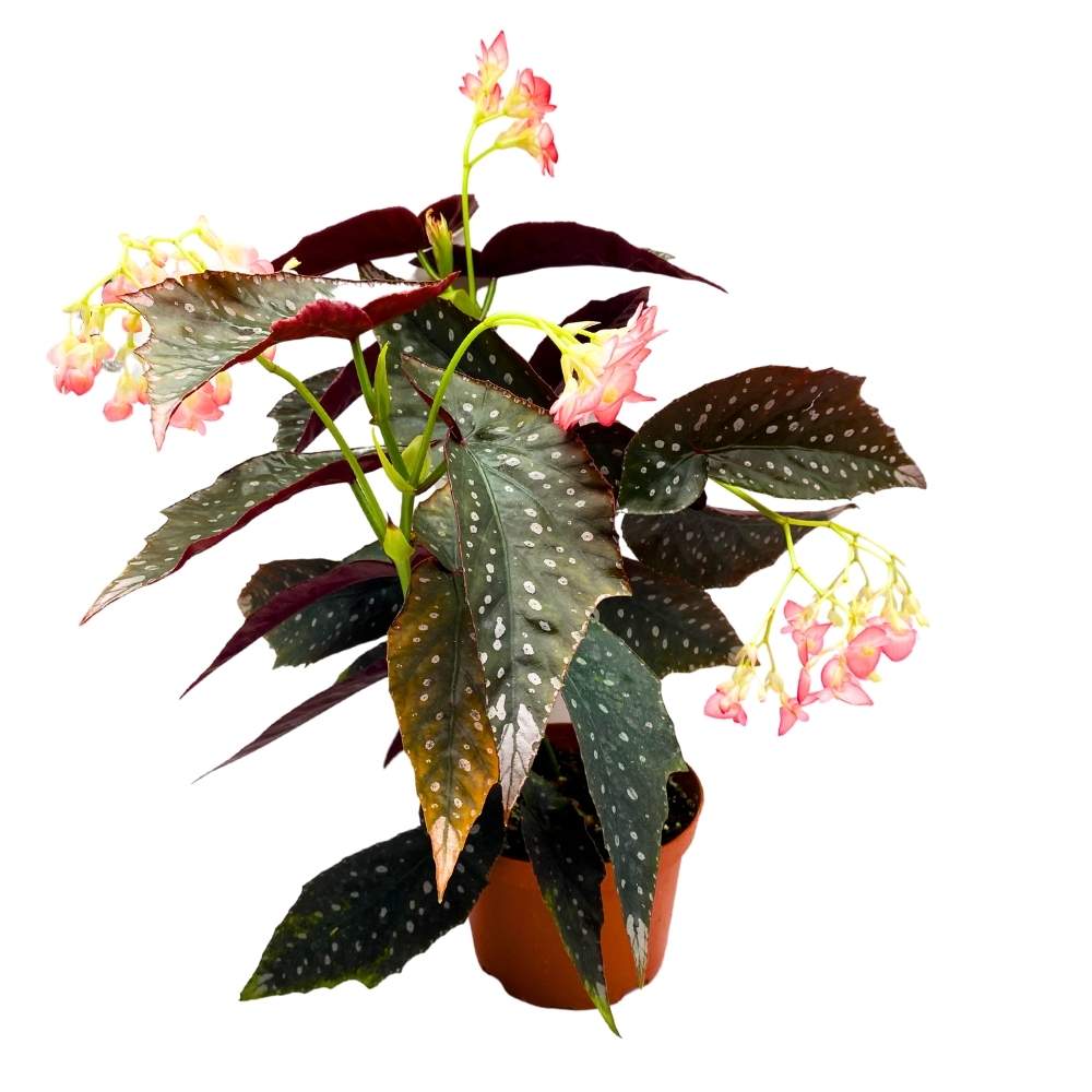 Harmony's Antigone Angel Wing Cane Begonia 6 inch Premium Hybrid ...