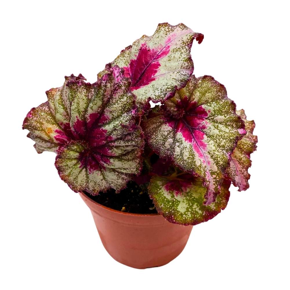 Harmony's Helios 4 inch Begonia Rex Multicolor Ruffle Splash – Harmony ...