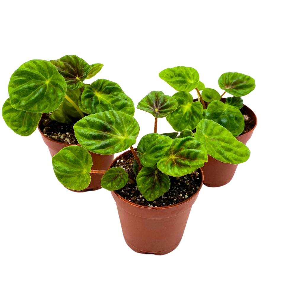 Peperomia Emerald Ripple Dark Green, 2 inch set of 3, Pep Caperata ...