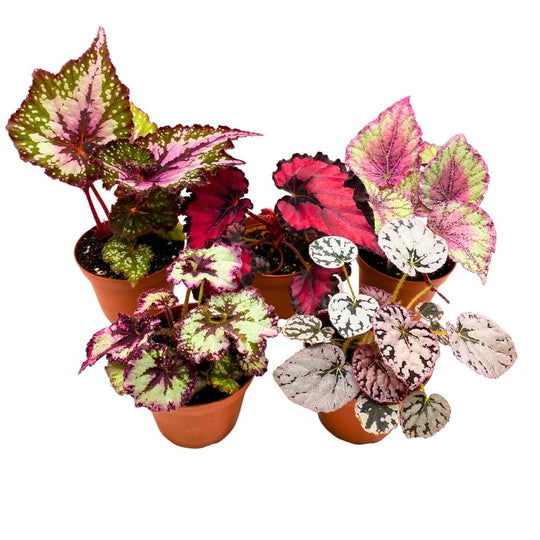Begonia Collection: Rare & Unique Varieties | Harmony Foliage