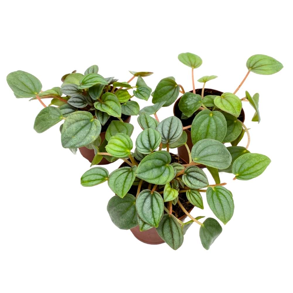 Peperomia Frost, 2 inch set of 3, Light Green Emerald Ripple Pep Caper ...