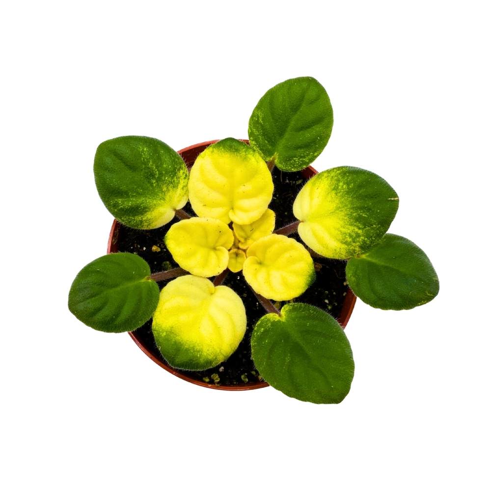 Variegated African Violet Key Lime Treat, 4 inch, Saintpaulia Gesneria ...