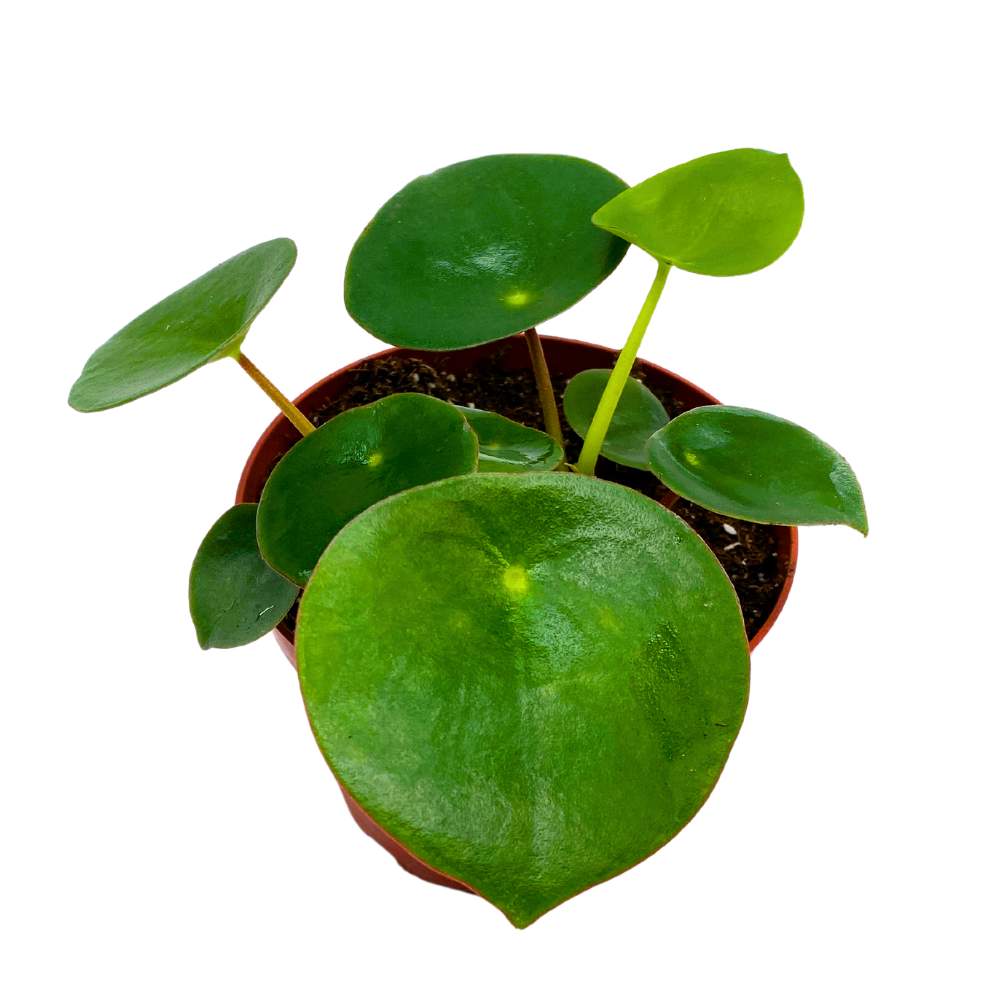 Peperomia Raindrop, 4 inch polybotrya Rain Drop – Harmony Foliage