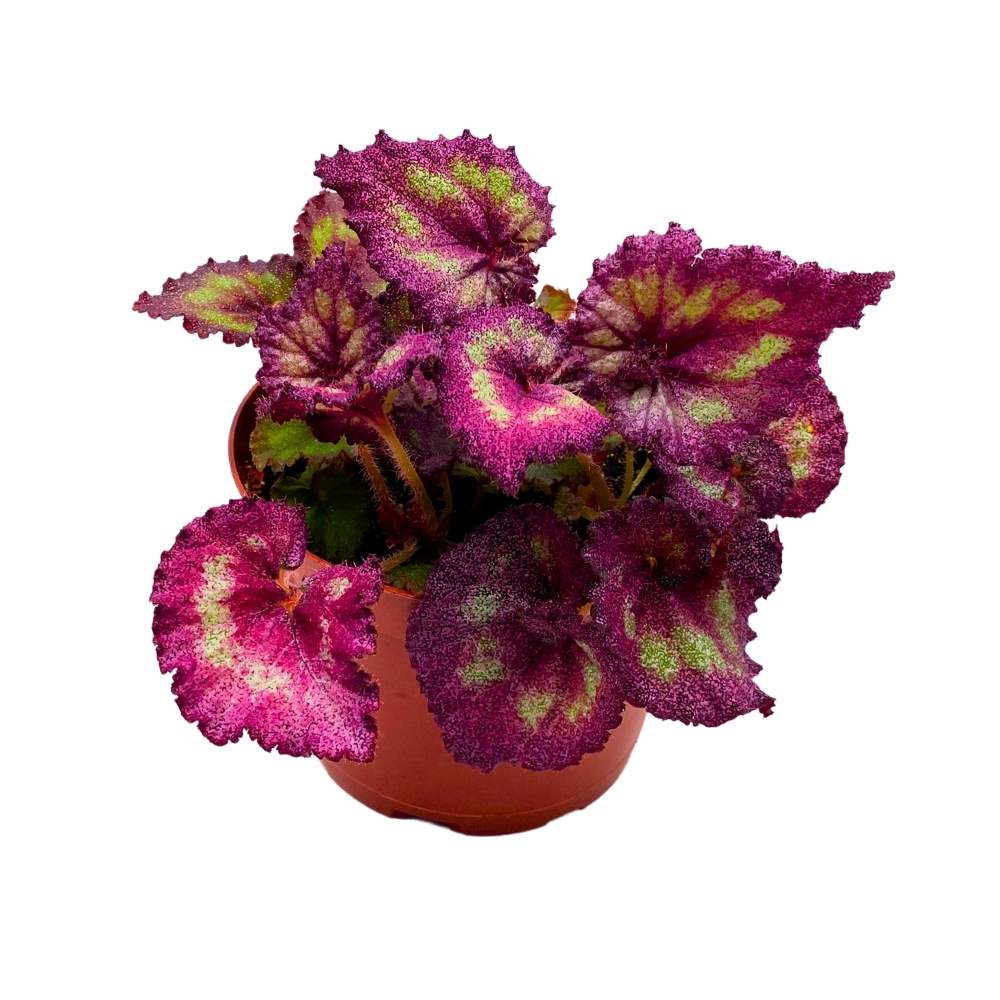 Harmony's Moody Mauve 6 inch Begonia Rex Glittery Pink – Harmony Foliage