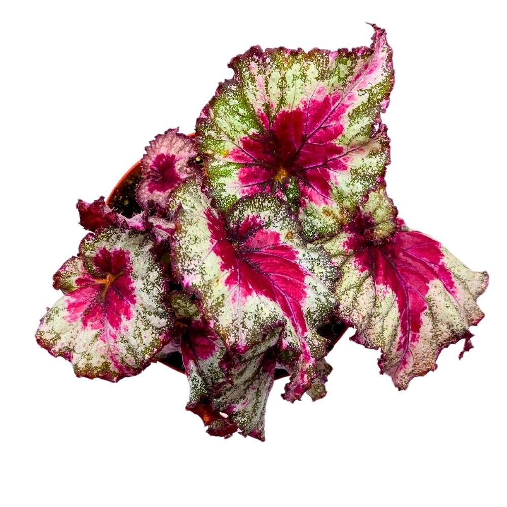 Harmony's Helios 6 inch Begonia Rex Pink Green Ruffle Spiral – Harmony ...