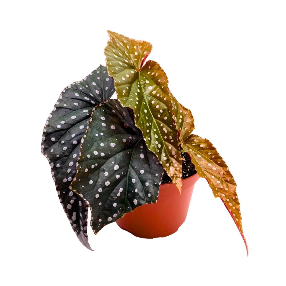 Harmony's Raptor Angel Wing, 6 inch Cane Begonia Dark Leaf Silver Tip ...