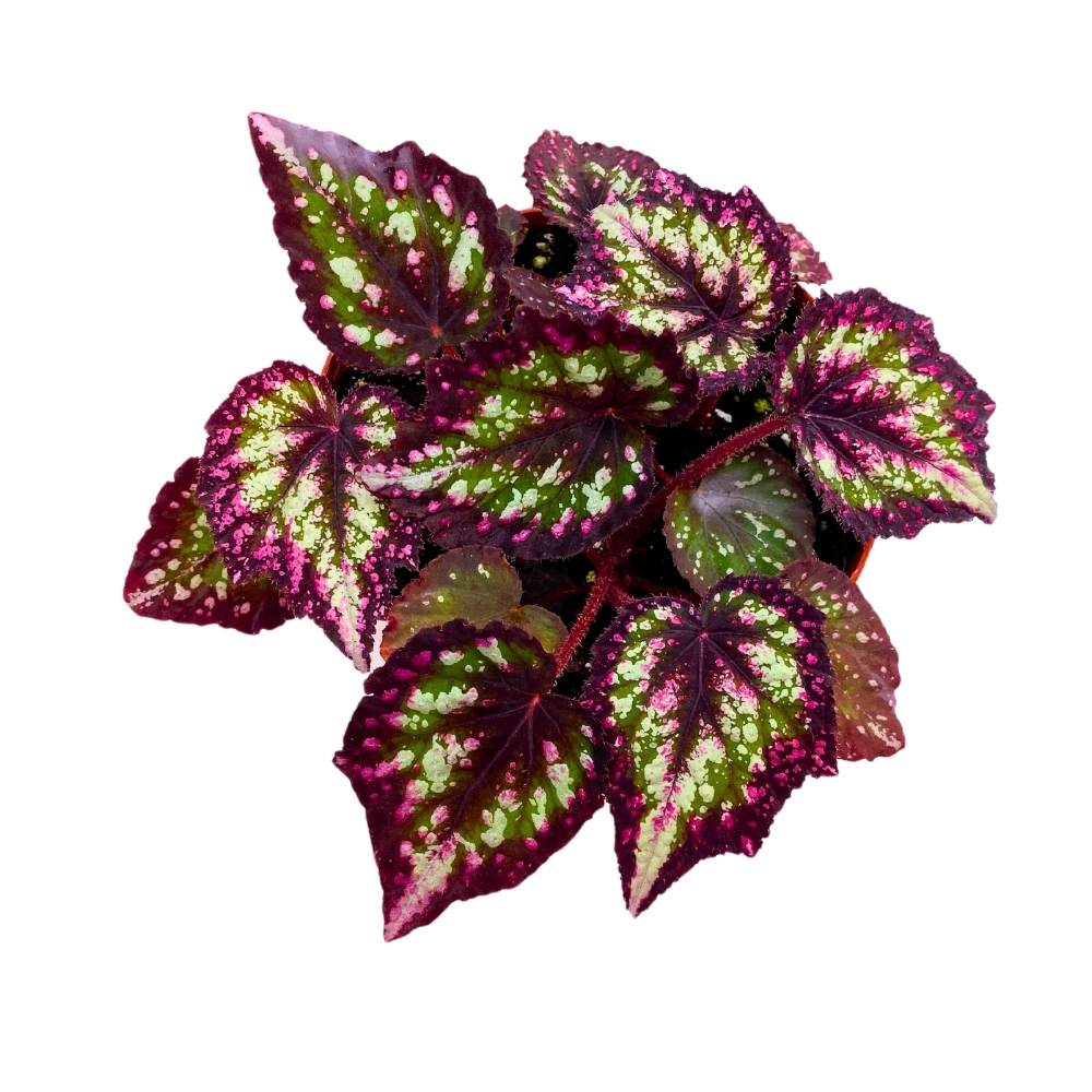 Harmony's Comet Begonia Rex 6 inch Pink Green White Splash Tip ...