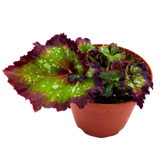 Begonia Collection: Rare & Unique Varieties | Harmony Foliage