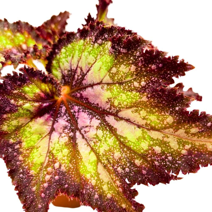 Harmony's Star Dragon Begonia Rex, 4 inch Purple with green spotty, ja ...