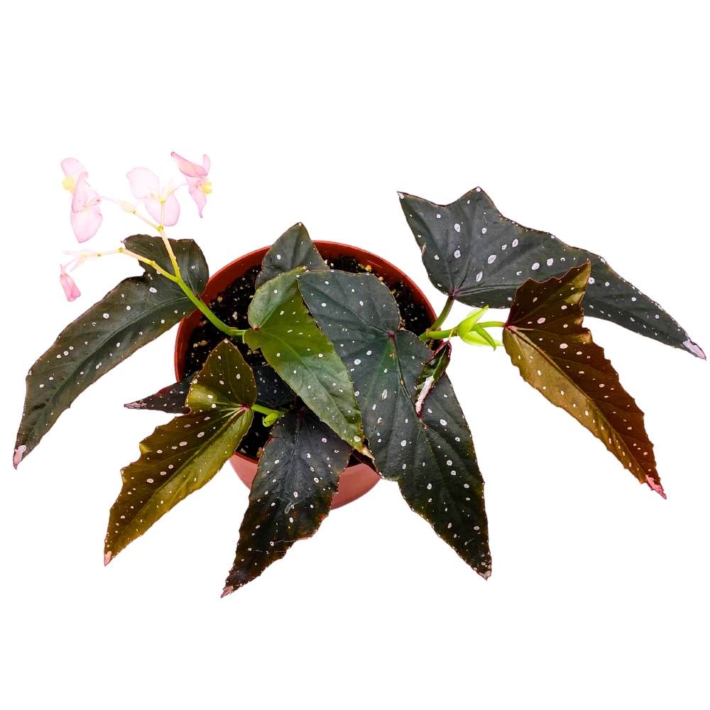 Harmony's Bat Shit Crazy Angel Wing, 6 inch Cane Begonia Narrow jagged ...