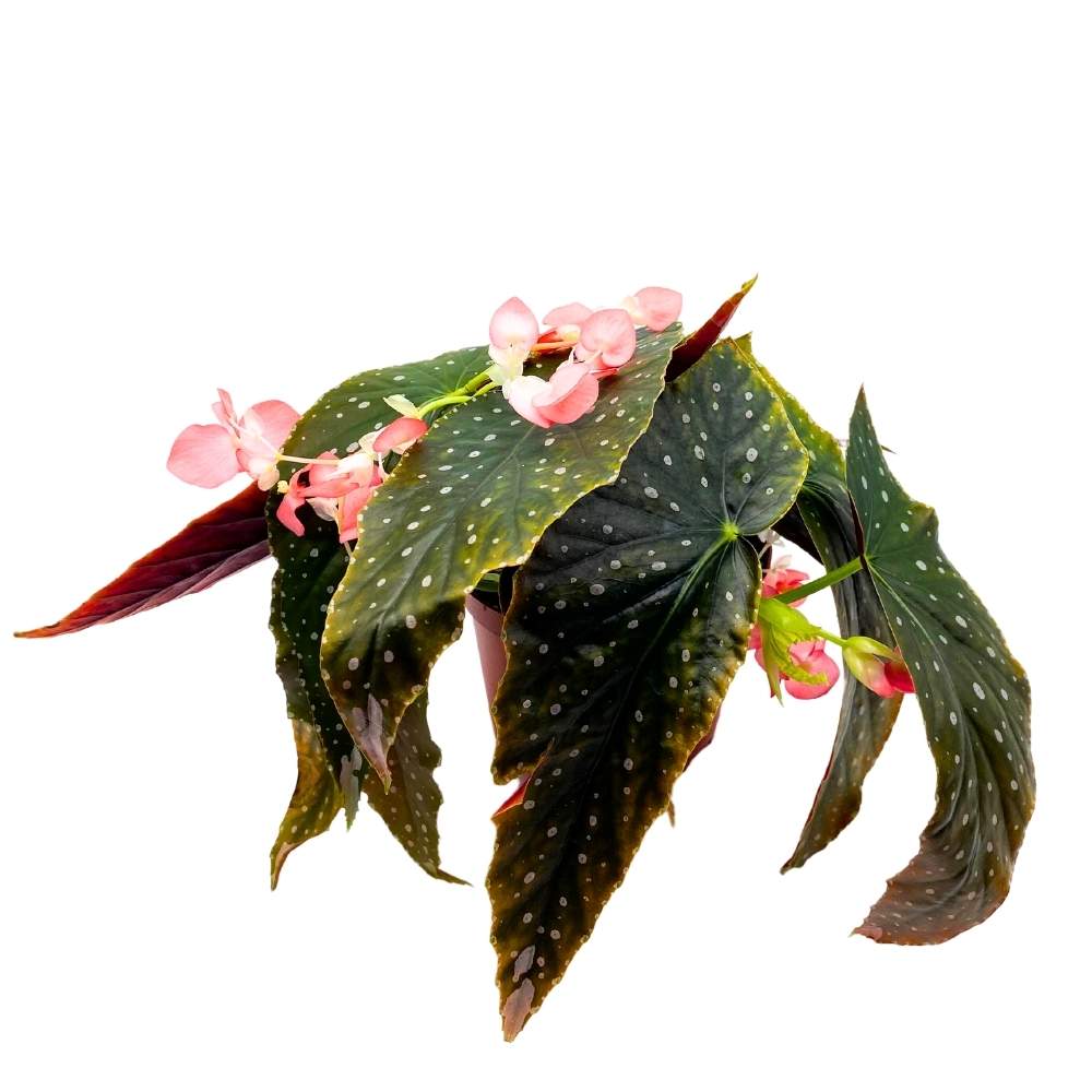 Harmony's Temptress Angel Wing Cane Begonia 6 inch Premium Hybrid ...