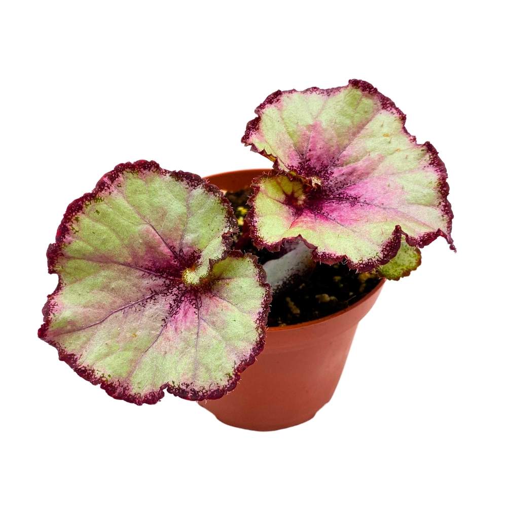 Harmony’s Nebula Begonia Rex 4 inch White Gray Purple Swirl Pink blush ...