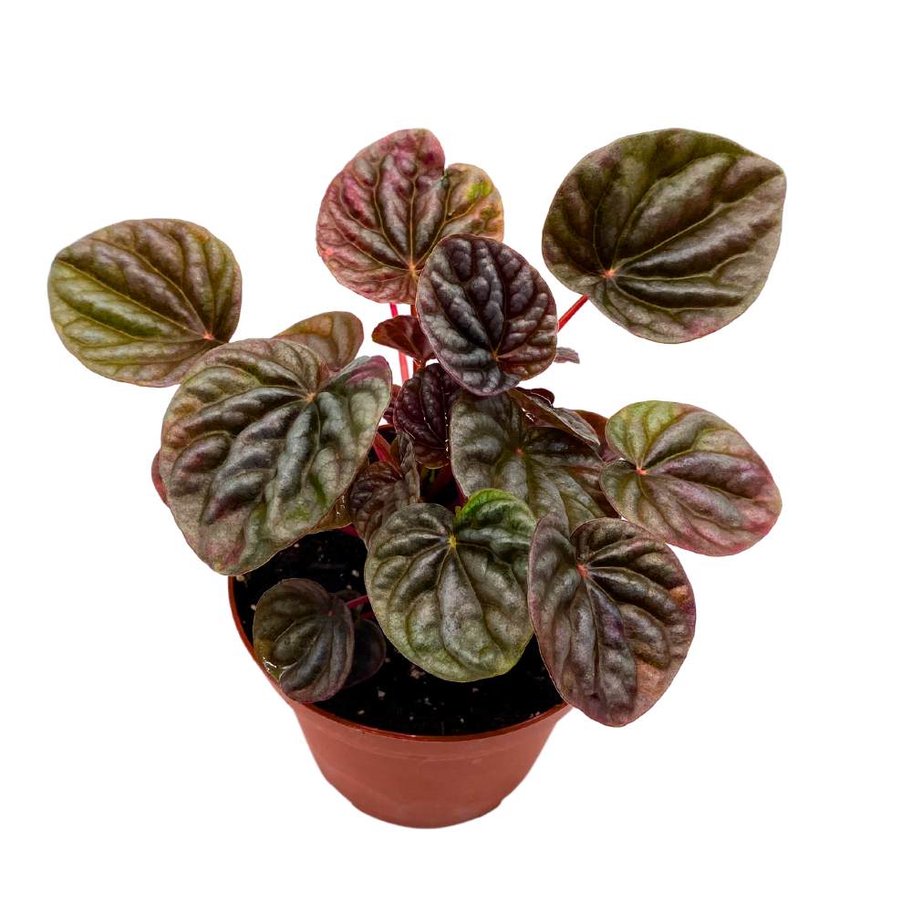 Peperomia Luna Red 4 inch Ripple Pep Caperata – Harmony Foliage