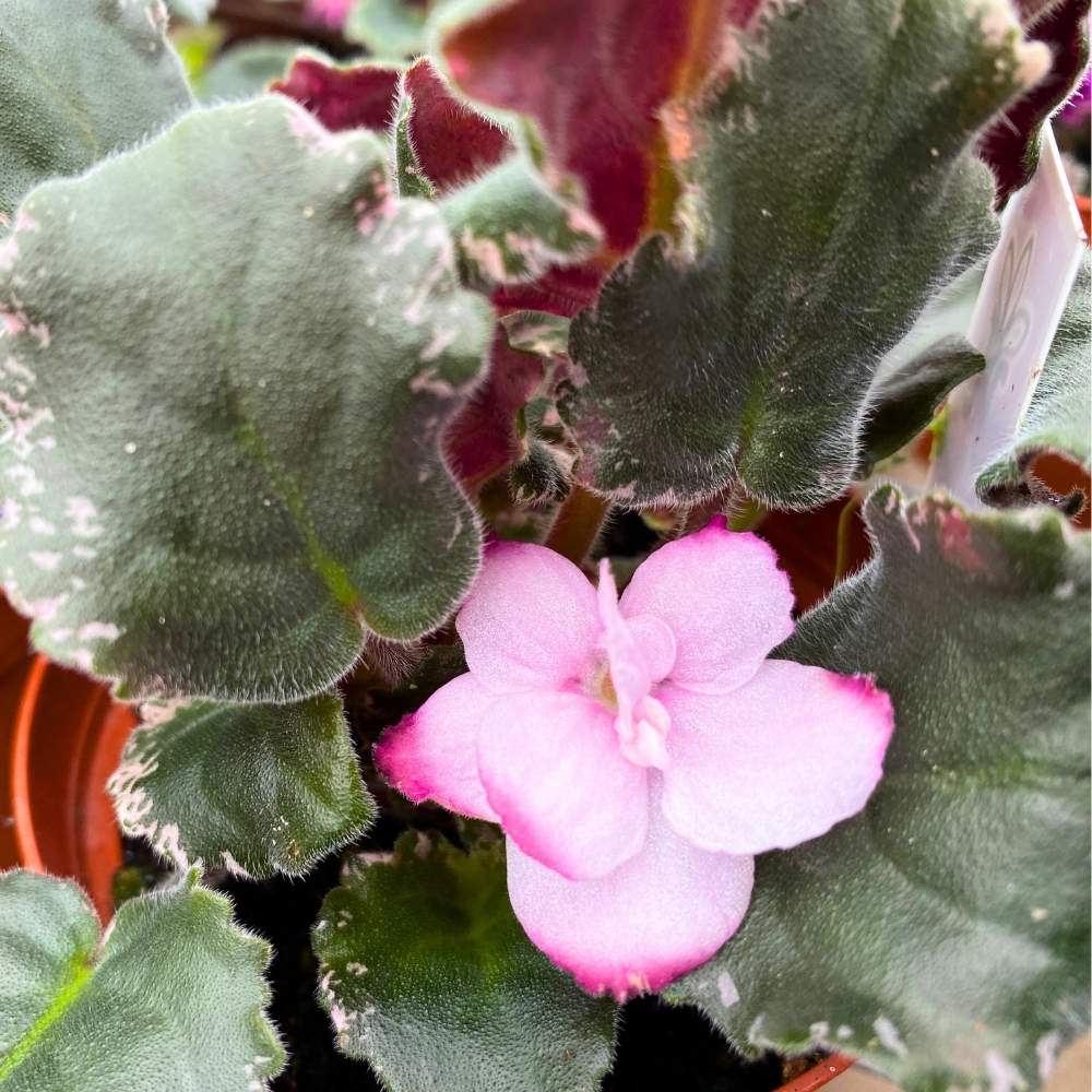 Wrangler's Dixie Celebration Variegated African Violet, 4 inch, Gesner ...