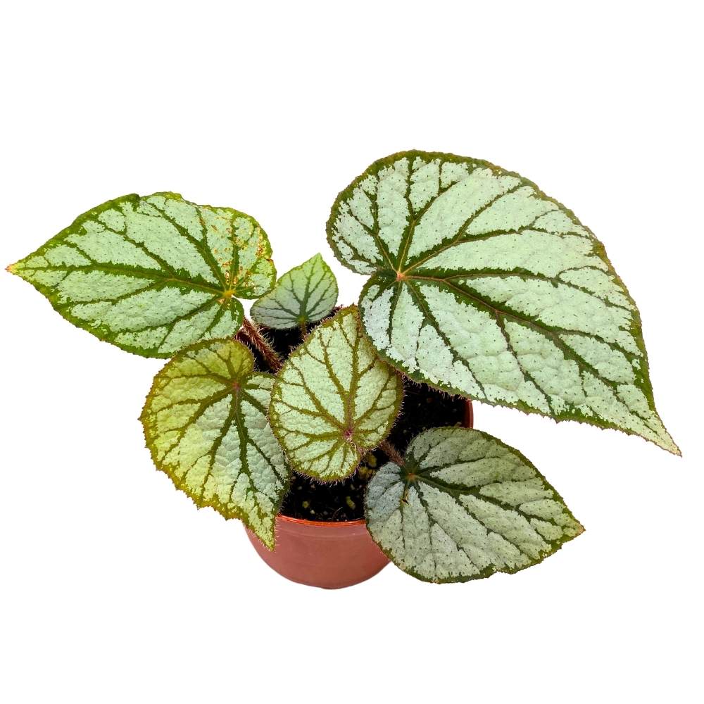 Begonia U400, 4 inch Rhizomatous Rhizo Light Gray Dark Green Veins ...