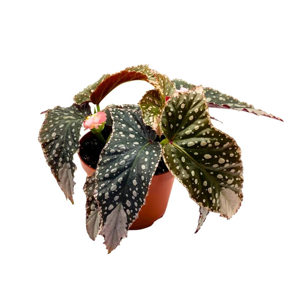 Harmony's Silver Monarch Angel Wing Cane Begonia 6 inch Premium Hybrid ...