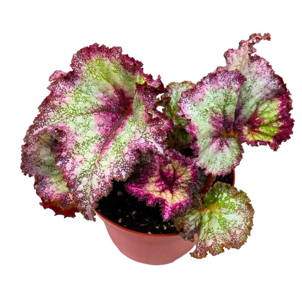 Harmony's Reign of Fire Begonia Rex 6 inch Purple Splash – Harmony Foliage