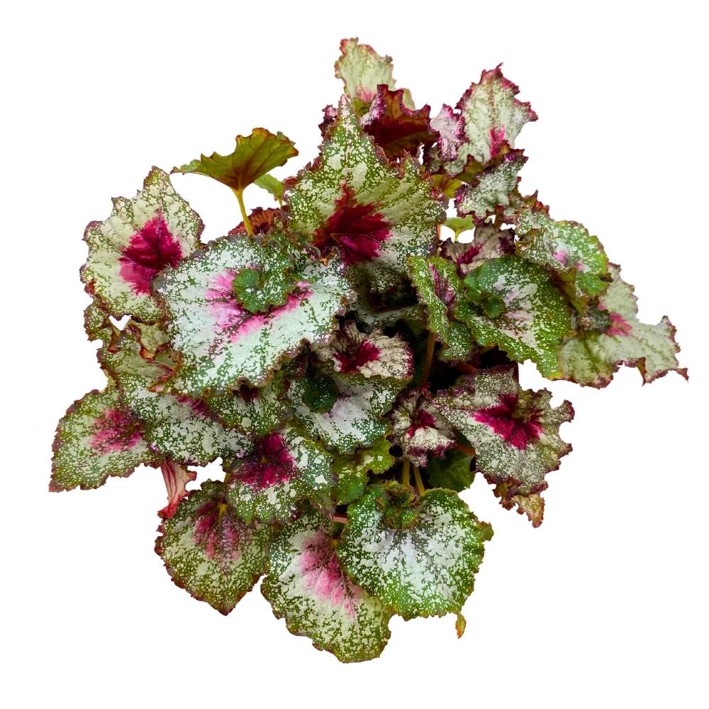Harmony's Hearts Desire Begonia Rex 6 inch Pink Spiral Curls – Harmony ...