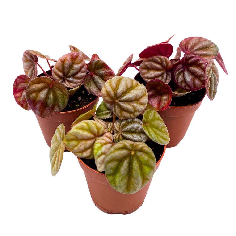 Peperomia Luna Red 2 inch Set of 3 Red Emerald Ripple Pep Caperata ...