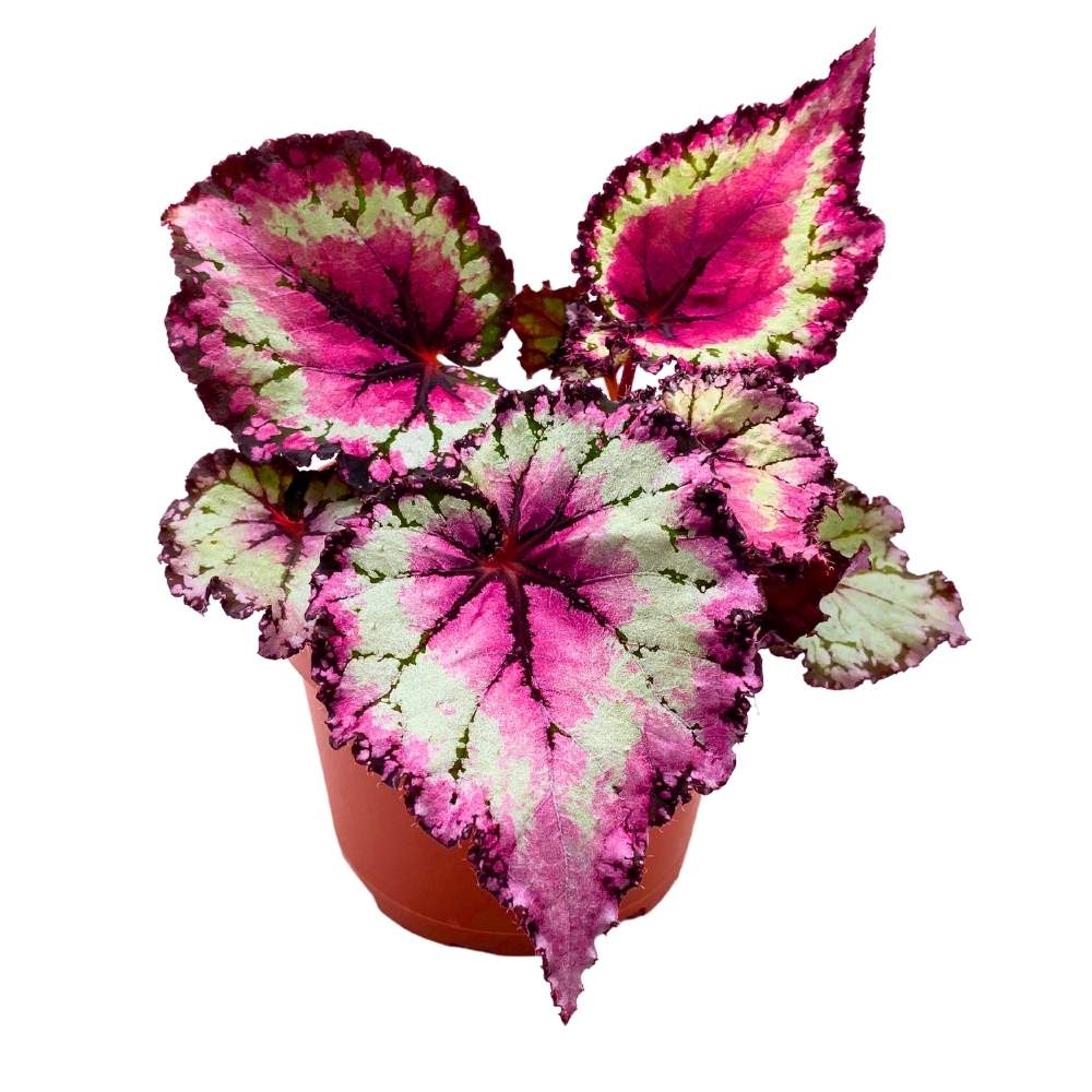 Harmony's Raspberry Beret 6 inch Begonia Rex Pink Center Pink Band and ...