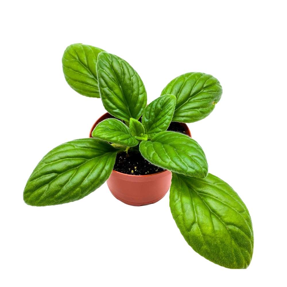 Kitaguni Gesneriad Primulina, 6 inch Flowering Indoor Chirita Plant ...