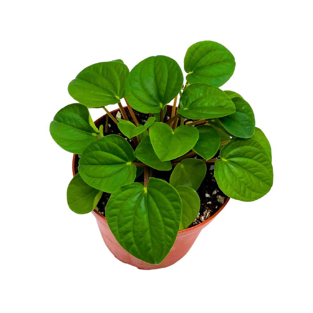 Peperomia Rana Verde, 4 inch Green albovittata – Harmony Foliage
